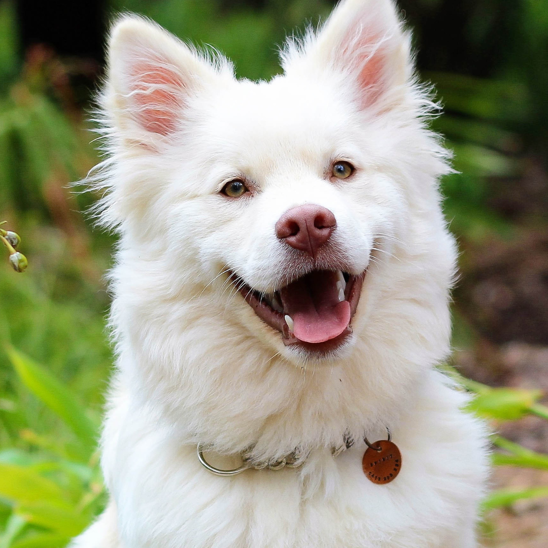 Dog Products – PAW-SBA