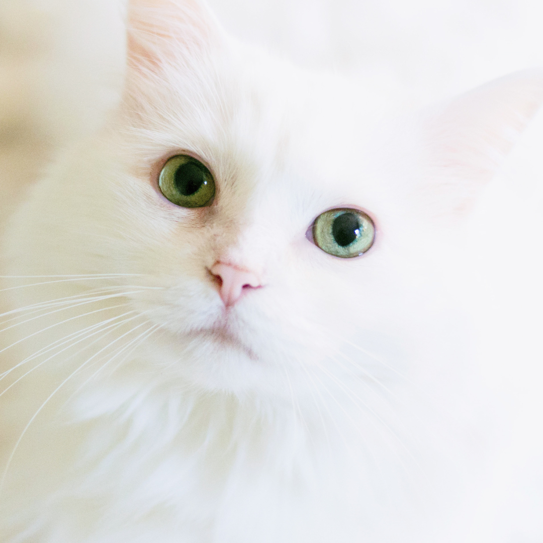 Cat Products – PAW-SBA